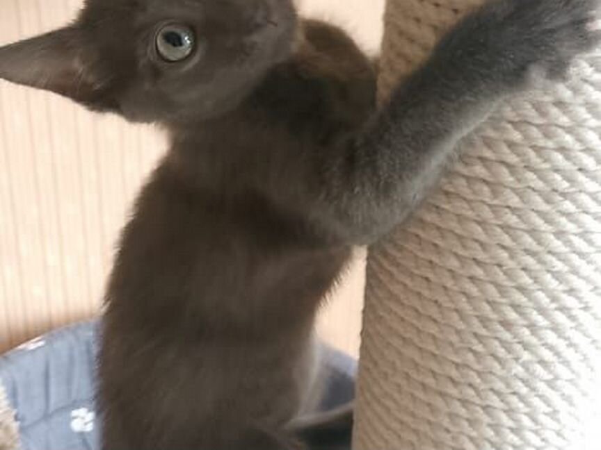 Котенок в добрые руки