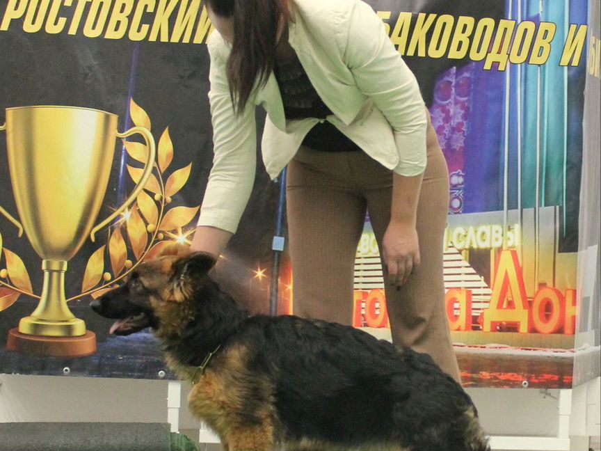 Красивые щенки
