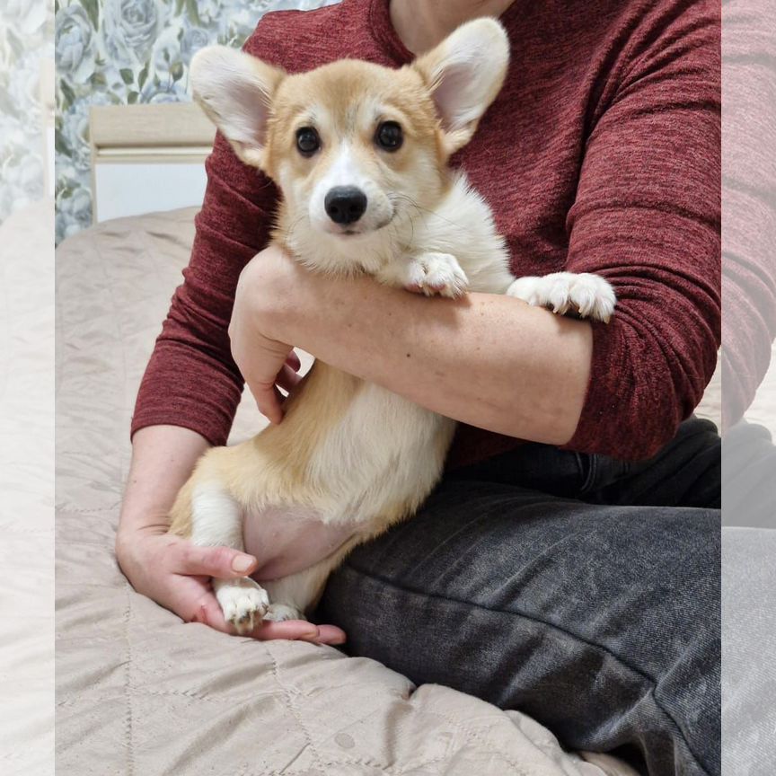 Вельш Корги Пемброк, щенок