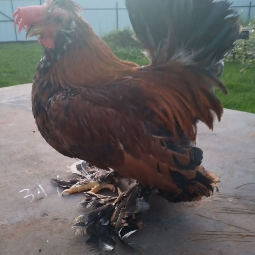 Молодые петушки