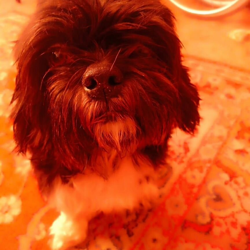 Аффенпинчер