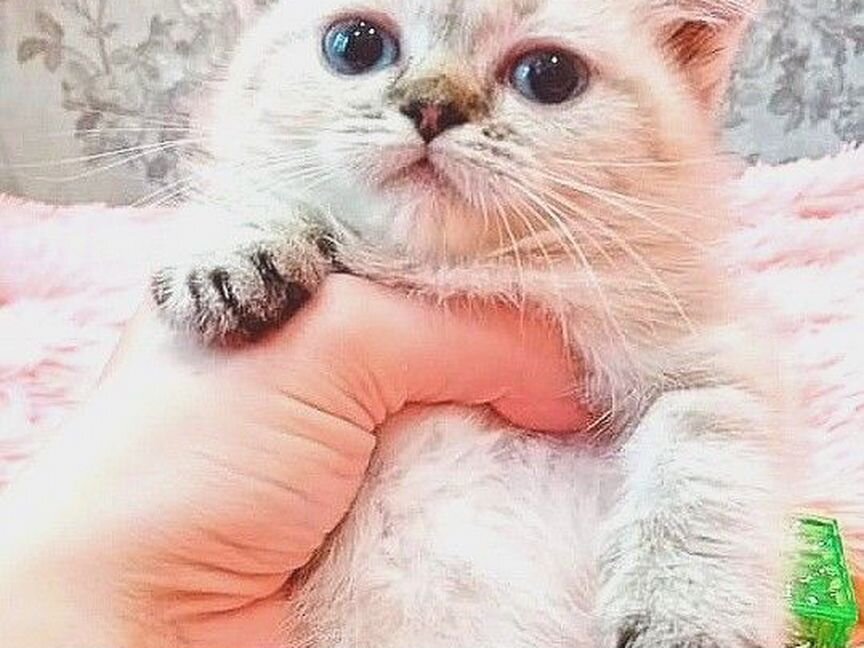 Шотландские котята колор-пойнт