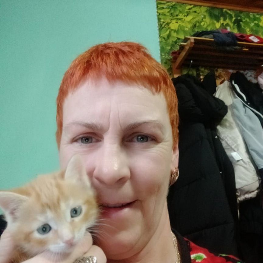 Отдадим котёнка мальчика