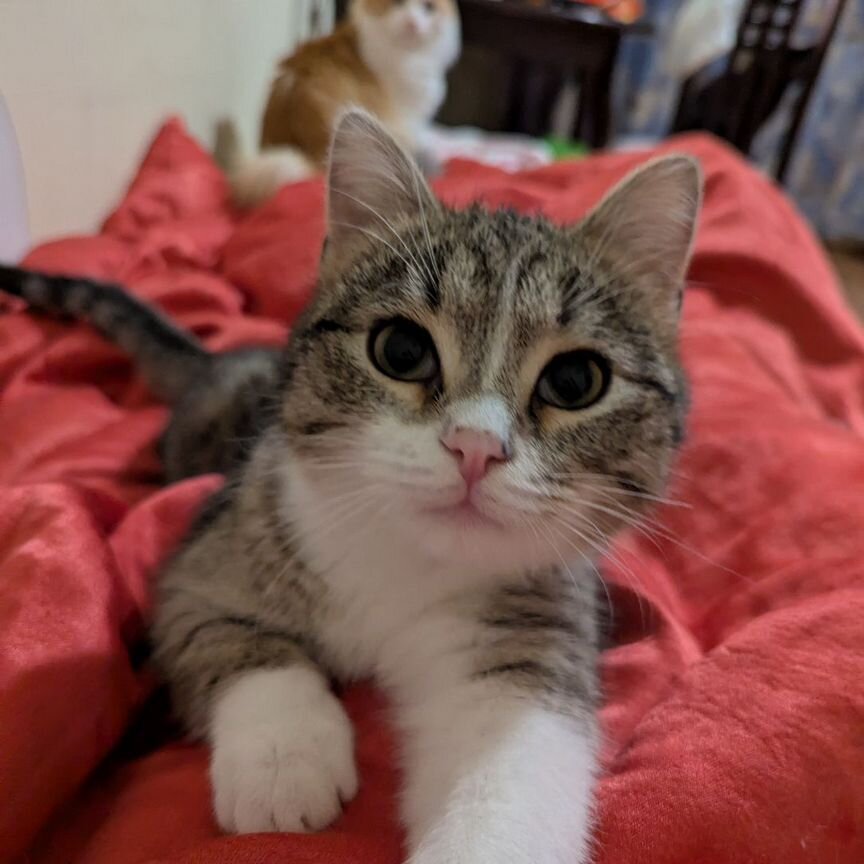 Красавчик котик