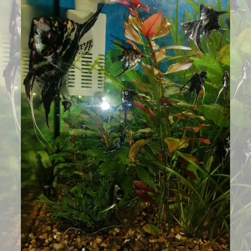 Скалярия мраморная