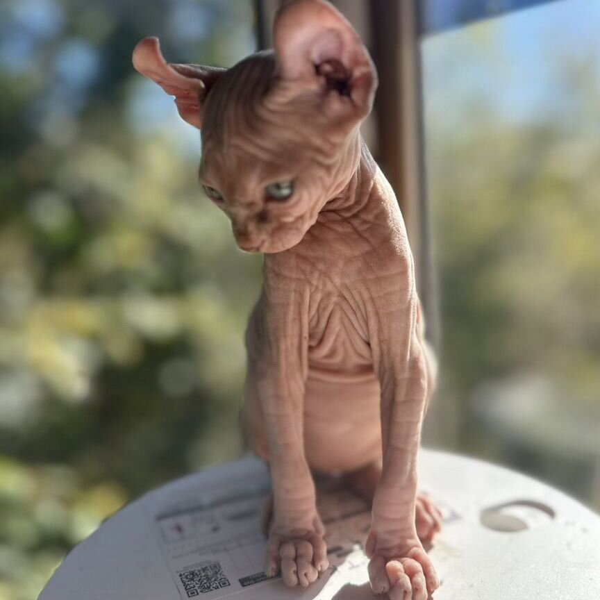 Канадский сфинкс кото-девочуля