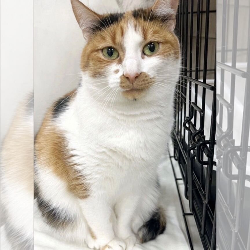Кошка Маришка ищет дом