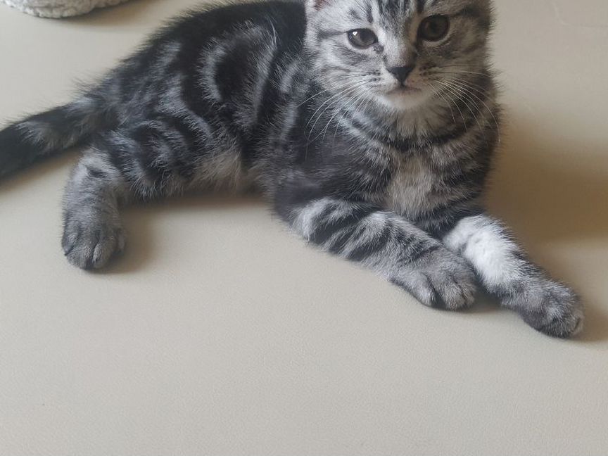 Шотландский котик в дар