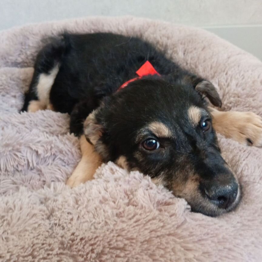 Пацан щенок ищет дом