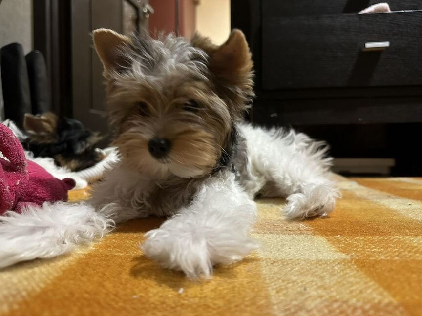 Эксклюзивная малышка Бивер -Блуберри Korean style