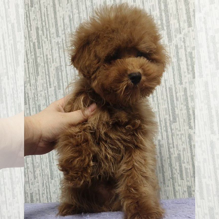 Пудель, щенок