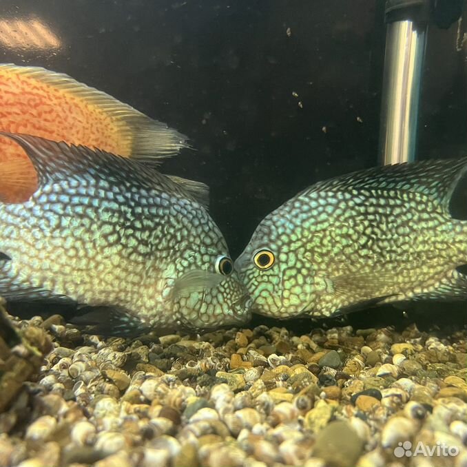 Бриллиантовая цихлазома