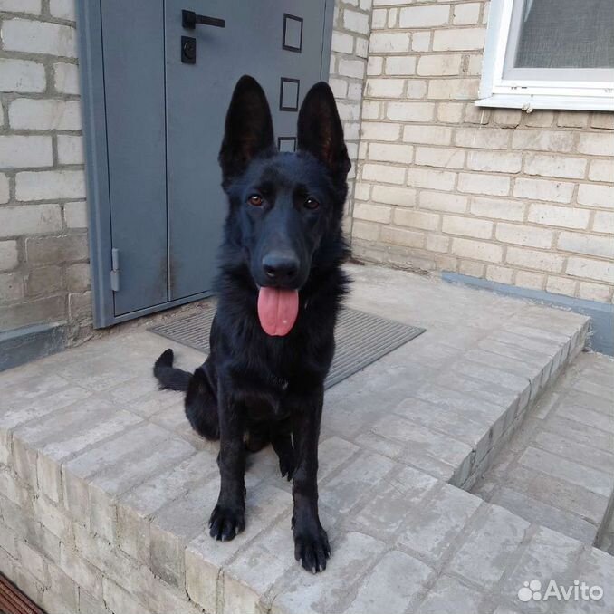Собака немецкая овчарка мальчик
