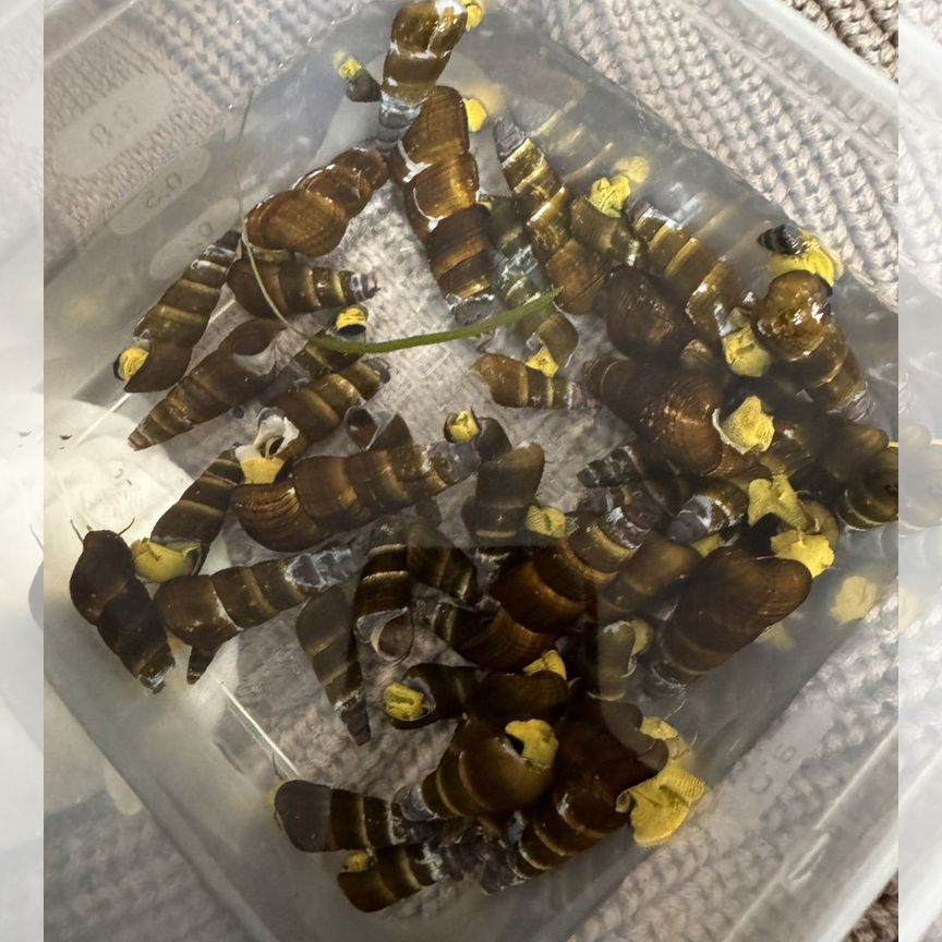 Тиломелания (кролик)