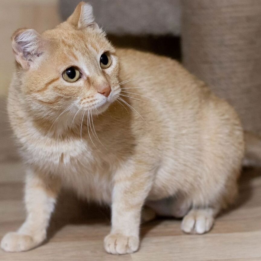 Рыжка кошка