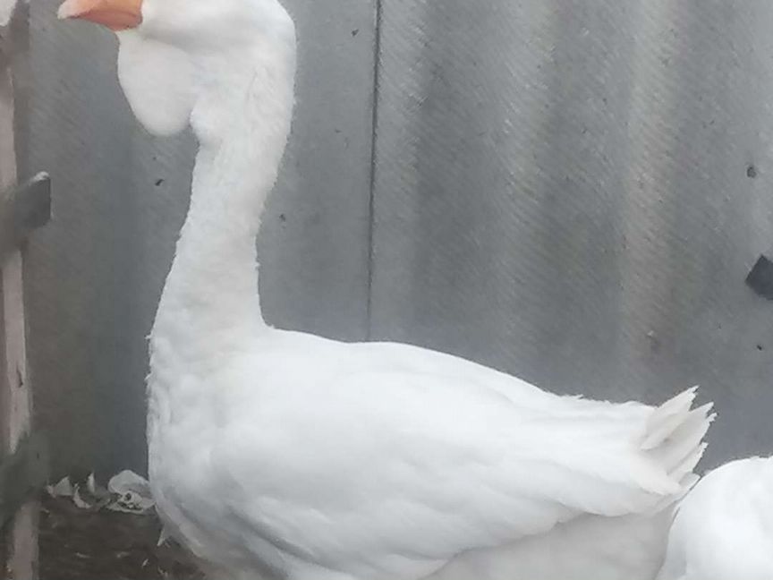 Холмогорские гуси