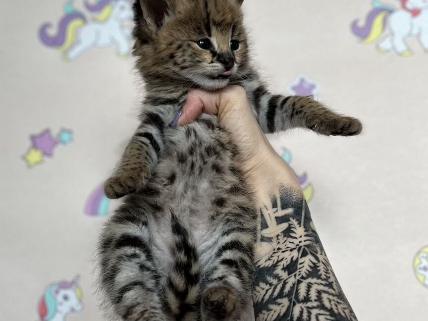Котенок