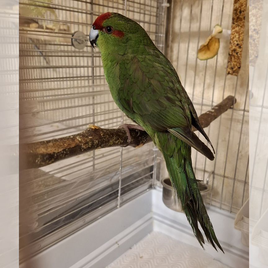 Попугай Какарик