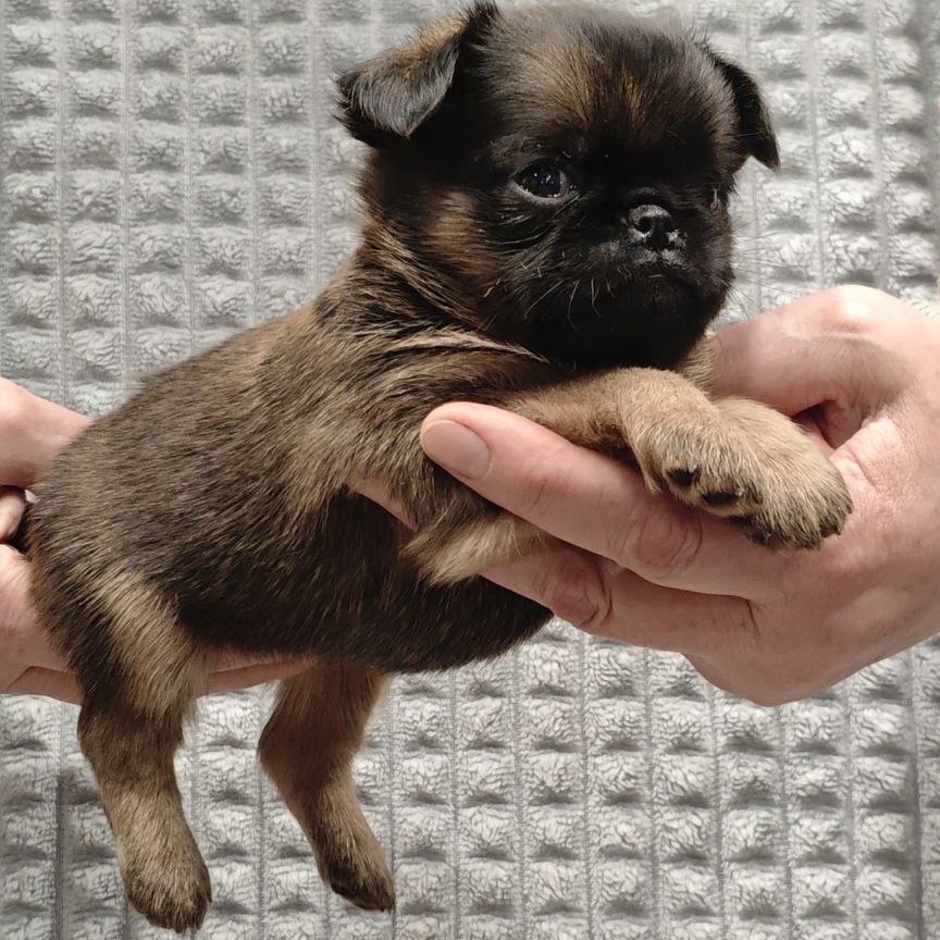 Пти-брабансон, щенок