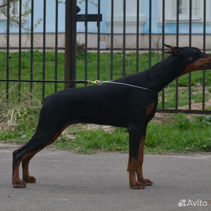 Подрощенная сука добермана