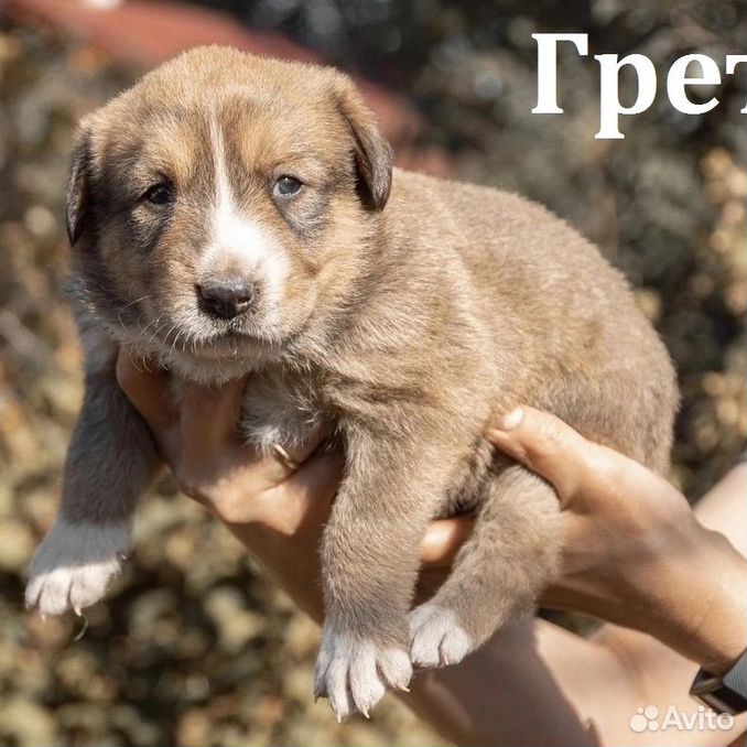 Маленькие карапузики ищут дом