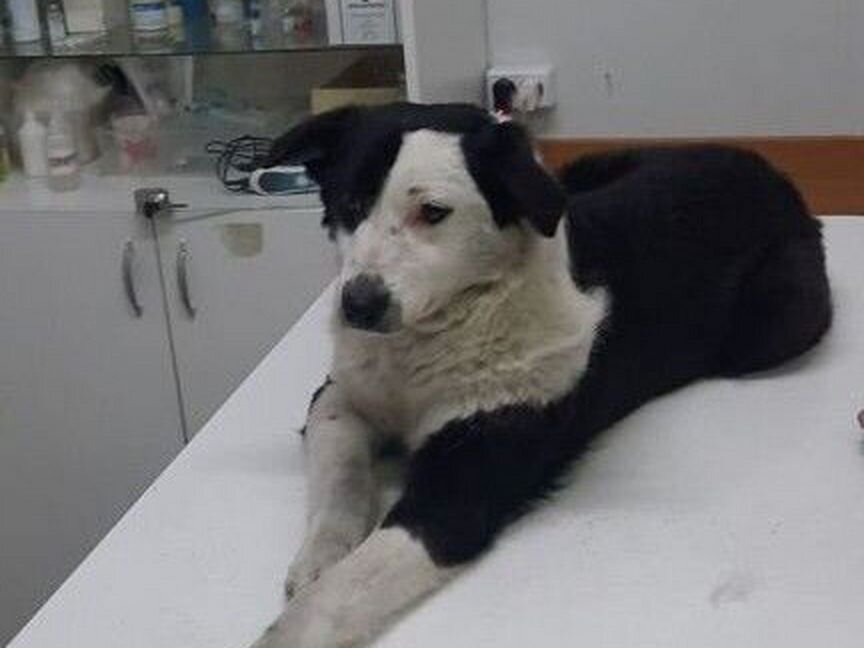 Собака в добрые руки отдам бесплатно