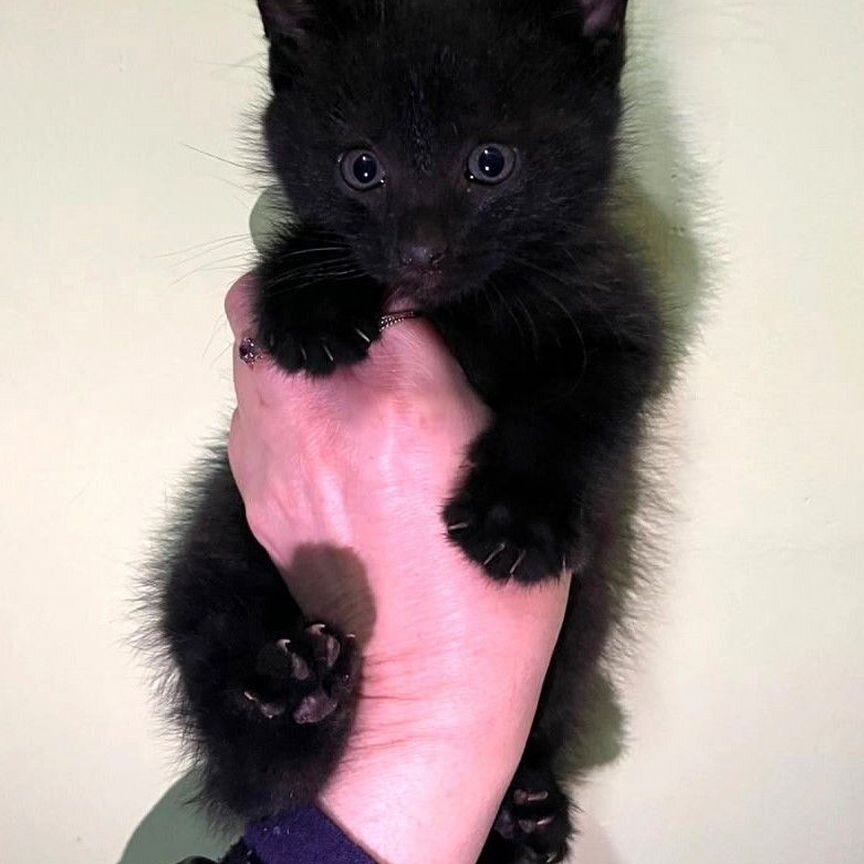 Черные котята в хорошие руки