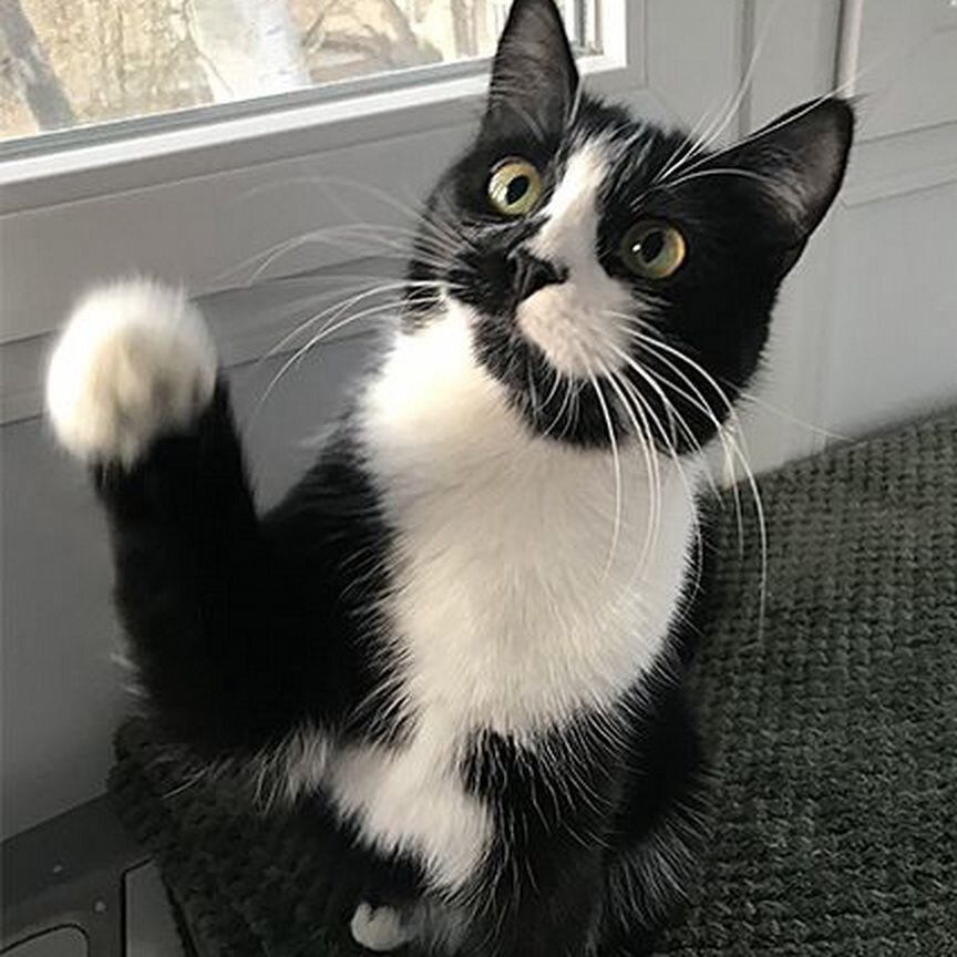 Кошечка-аккуратистка в добрые руки