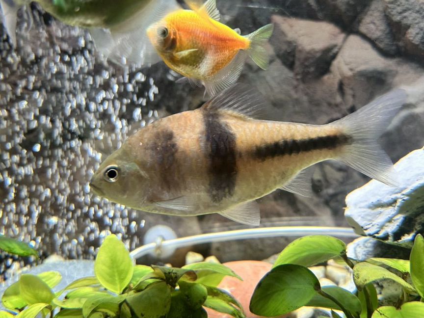 Рыба барбус крестовый