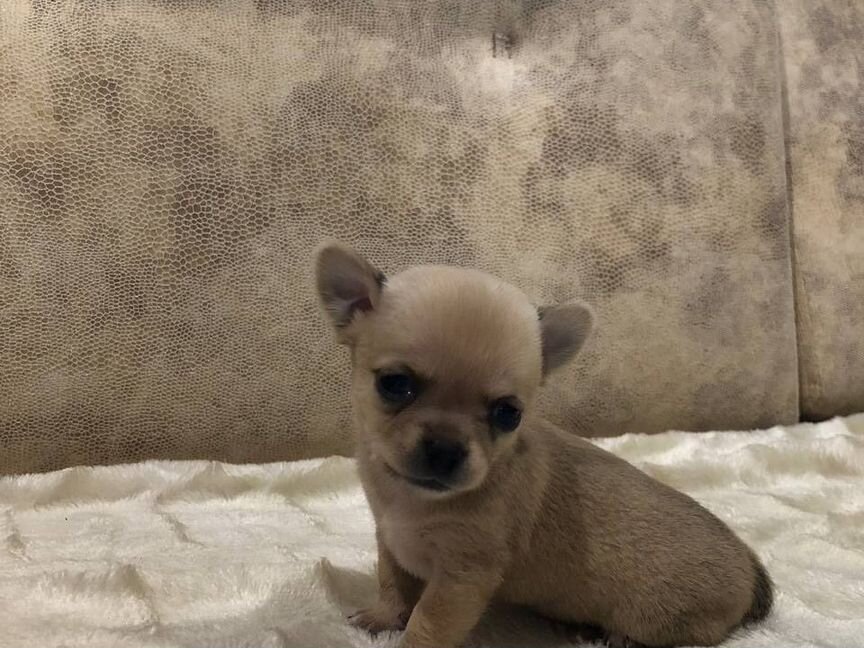 Щенки чихуахуа