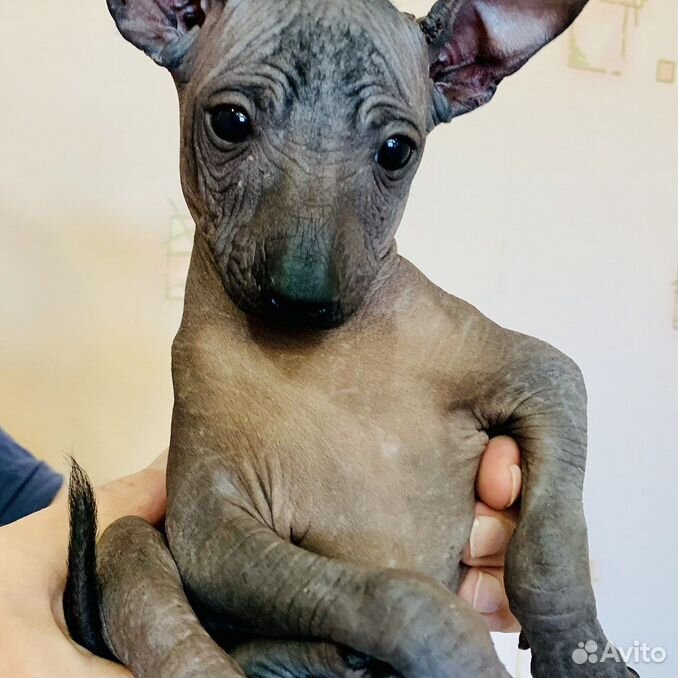 Щенок Ксолоинцкуинтли, мексиканская голая собака