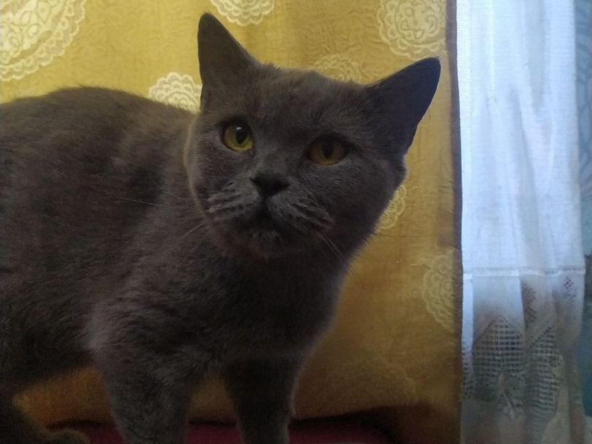 Британская