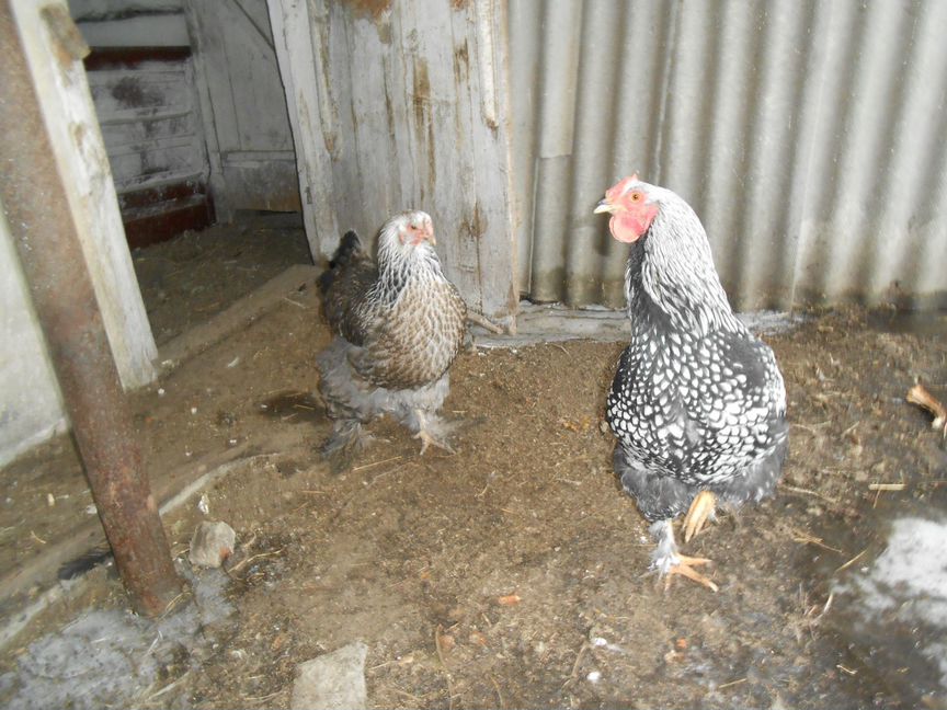 Куры породы брама