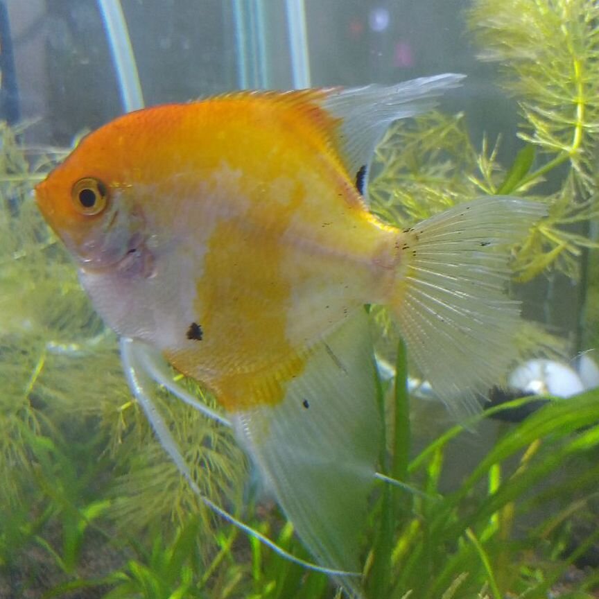 Обменяю самца скалярии кои на самку