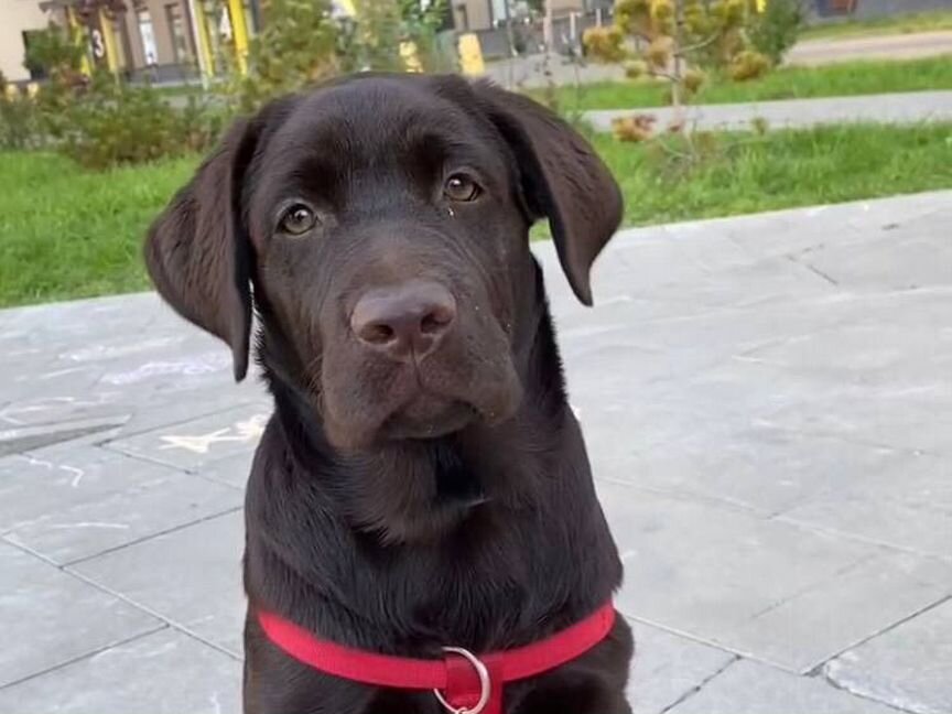 Шоколадный лабрадор