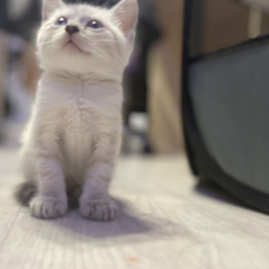 Котёнок в добрые руки