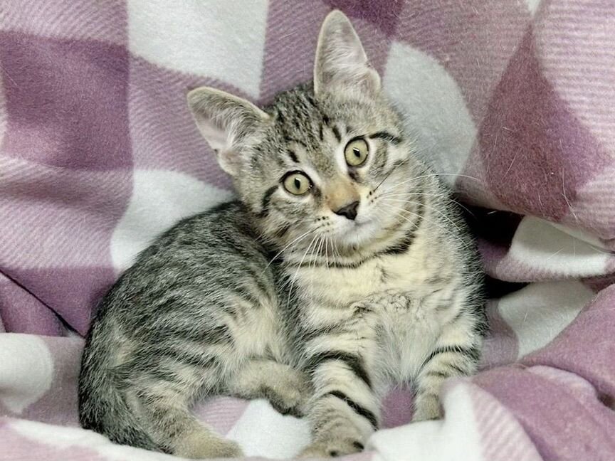 Ласковый котенок(мальчик)ищет семью