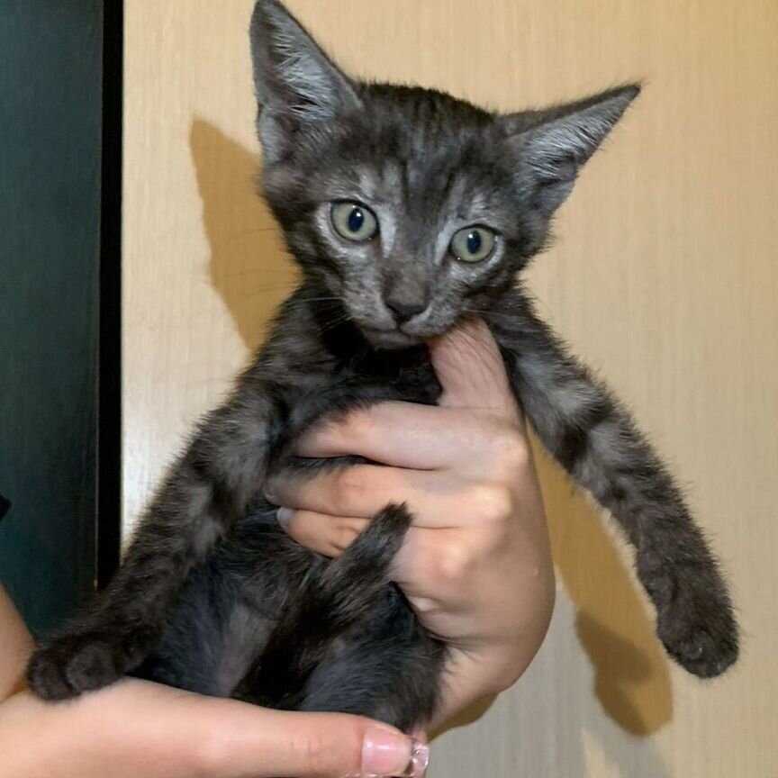 Котенок мальчик