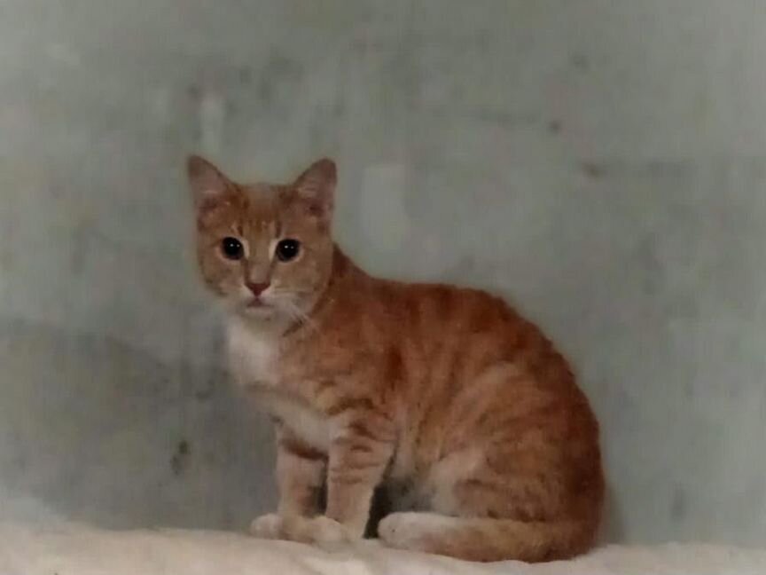 Спасите рыжего котика, ему не место в подвале