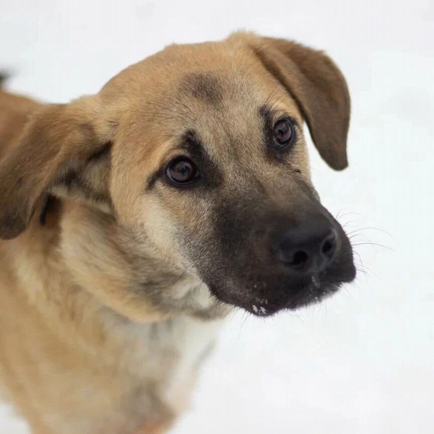 Щенок Арни в добрые руки