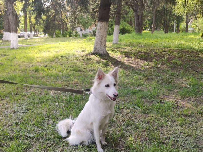 Отдам в добрые руки