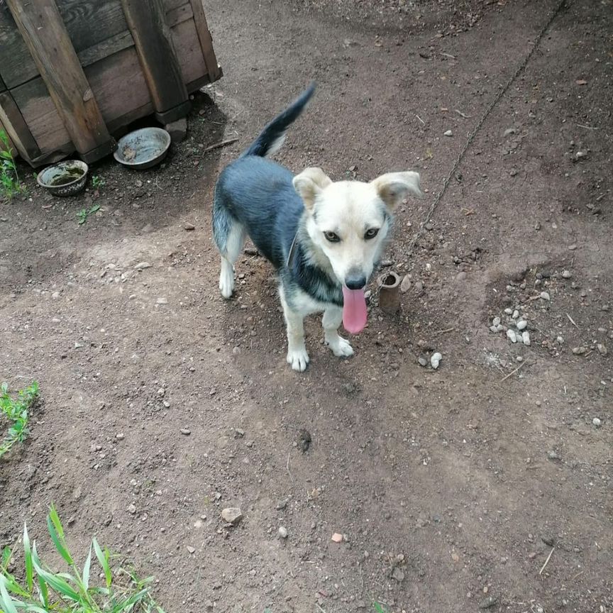 Собачка мелкой породы