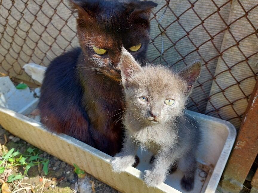 Котики породы Русская Голубая