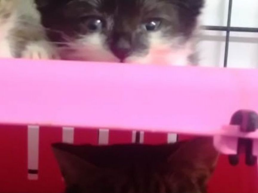 Котенок девочка в добрые руки