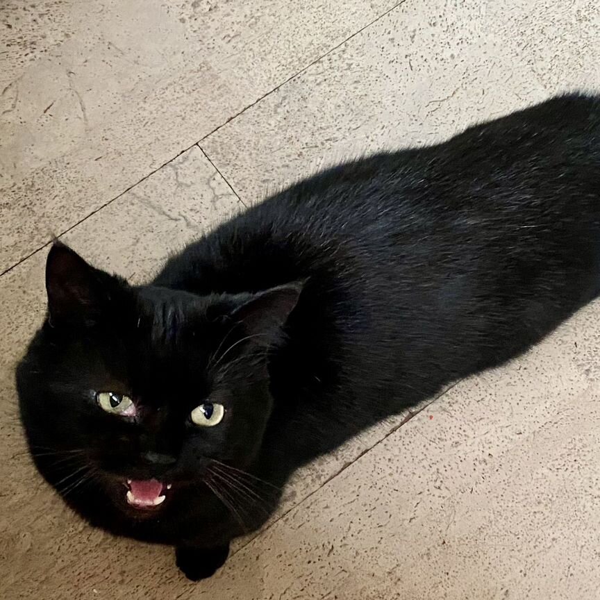 Кот британский
