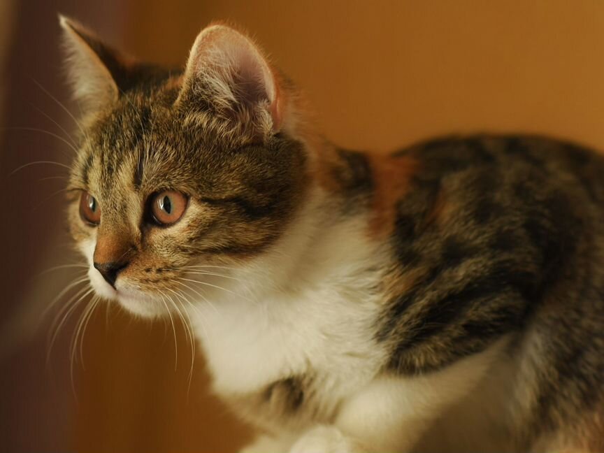 Котенок Рыся ищет семью