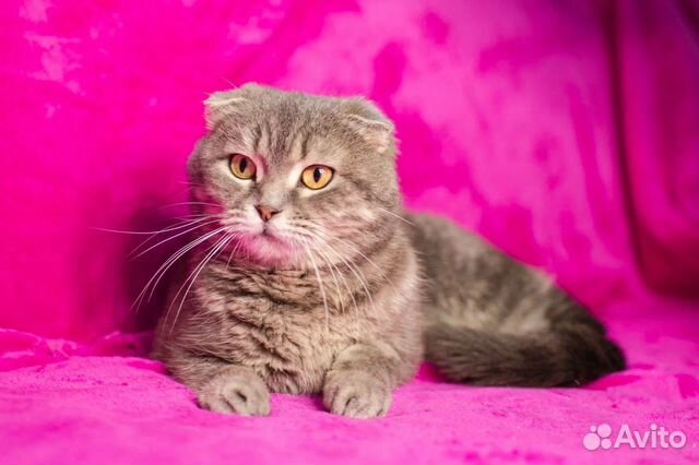 Кошки в добрые руки