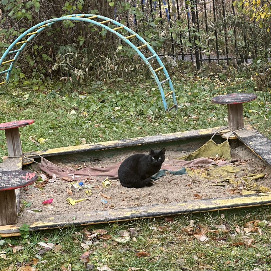 Черный красавчик кот