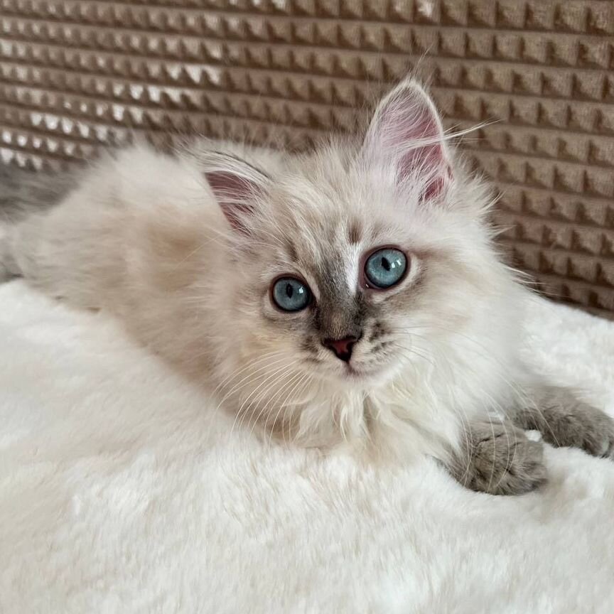 Котята породистые, невская маскарадная