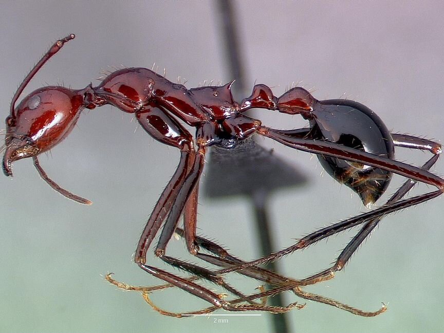 Aphaenogaster swammerdami